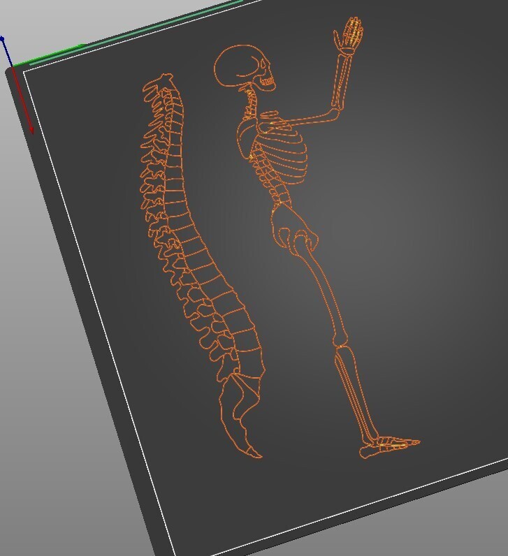 Free 3D file Tactile image: skeleton (side) & spine 💀 ・Model to ...