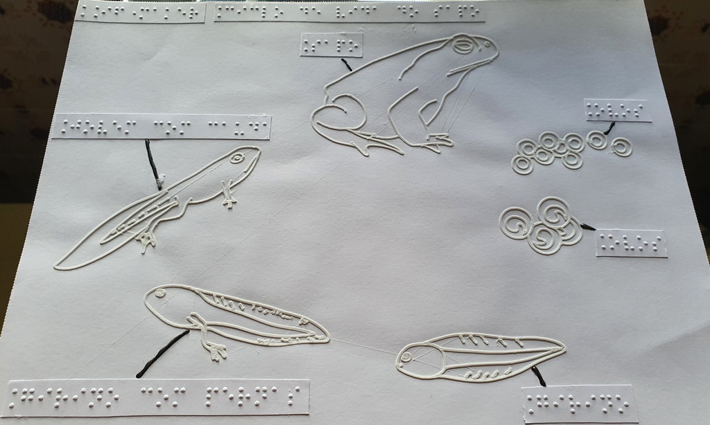 🐸 Tactile image: frog metamorphosis・Free STL File for 3D printing・Cults