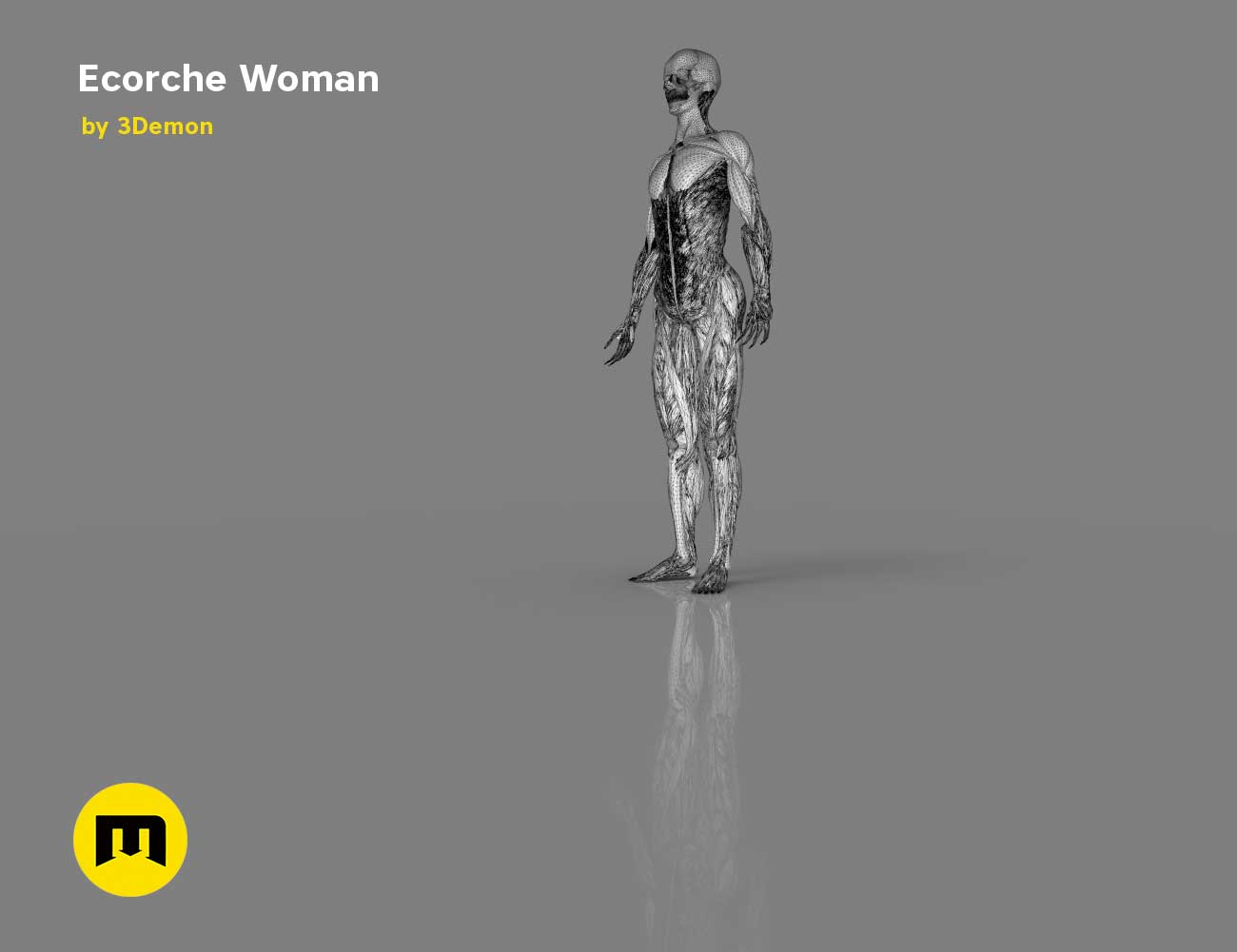 Файл OBJ Human model Ecorche woman 👩 (3MF)・3D модель для печати скачать ...