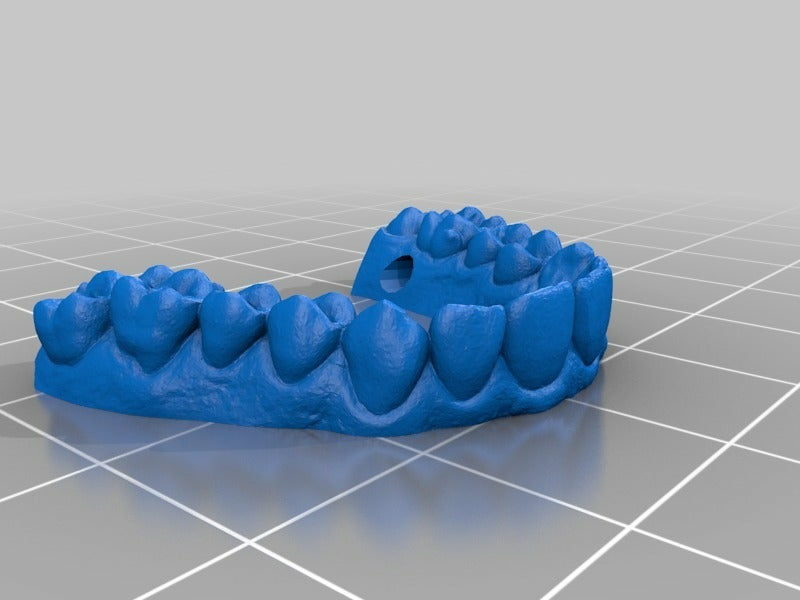 Free STL file Dental Teeth Keychain 🗝️ ・3D print design to download・Cults