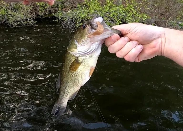 👽 Ribbed Grub Core Shot Molds・ STL File for ・Cults