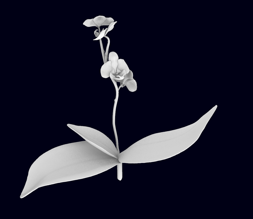 🌿 Orchid plant for decoration・Free STL File for 3D printing・Cults