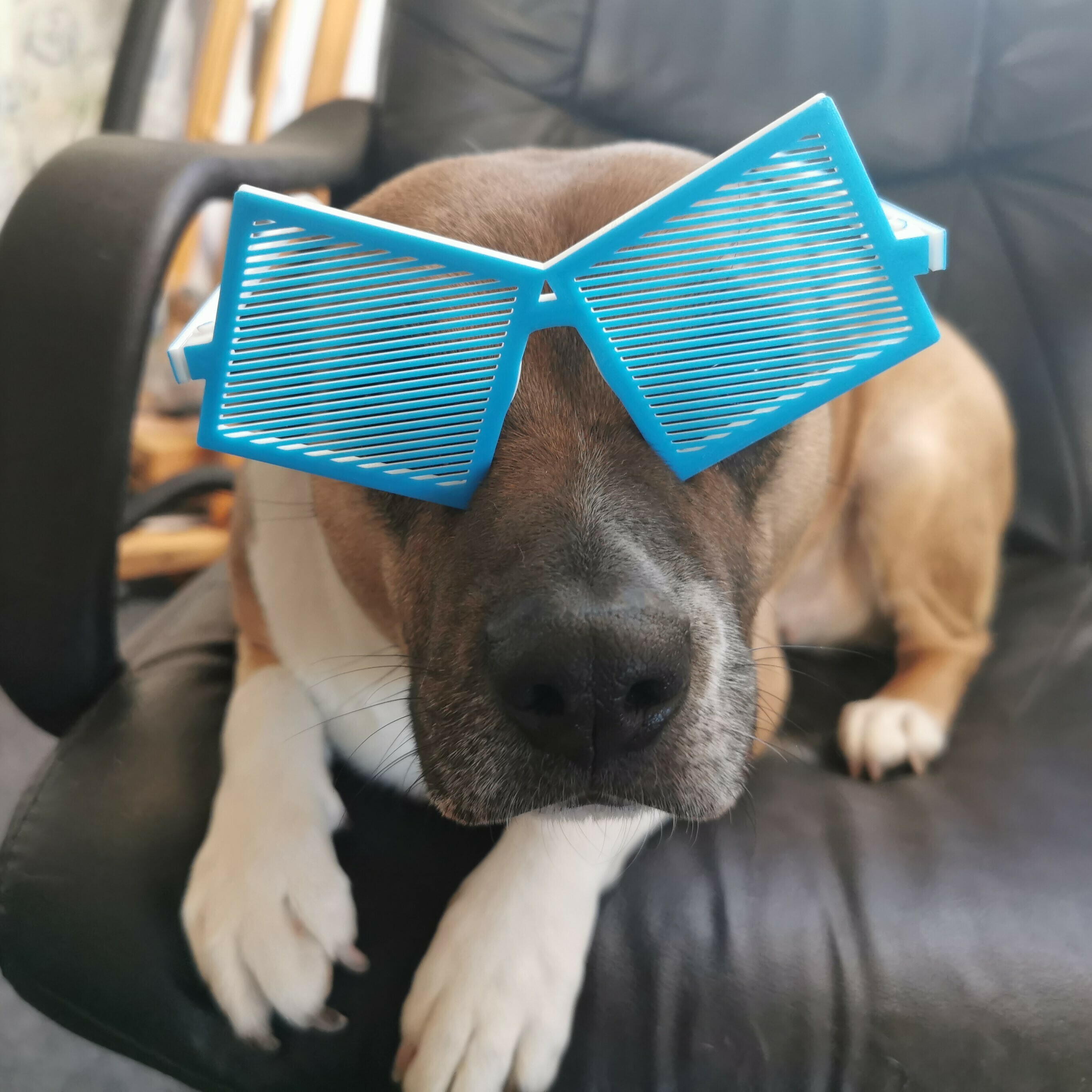 Free STL file Sunglasses without lenses 🕶️ ・Template to download and 3D ...