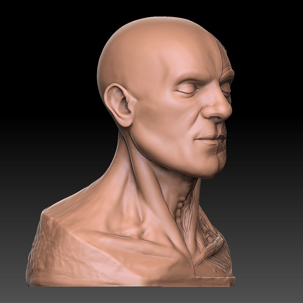 🎨 Human Head Artistic Anatomy 3D Print・ STL File for ・Cults