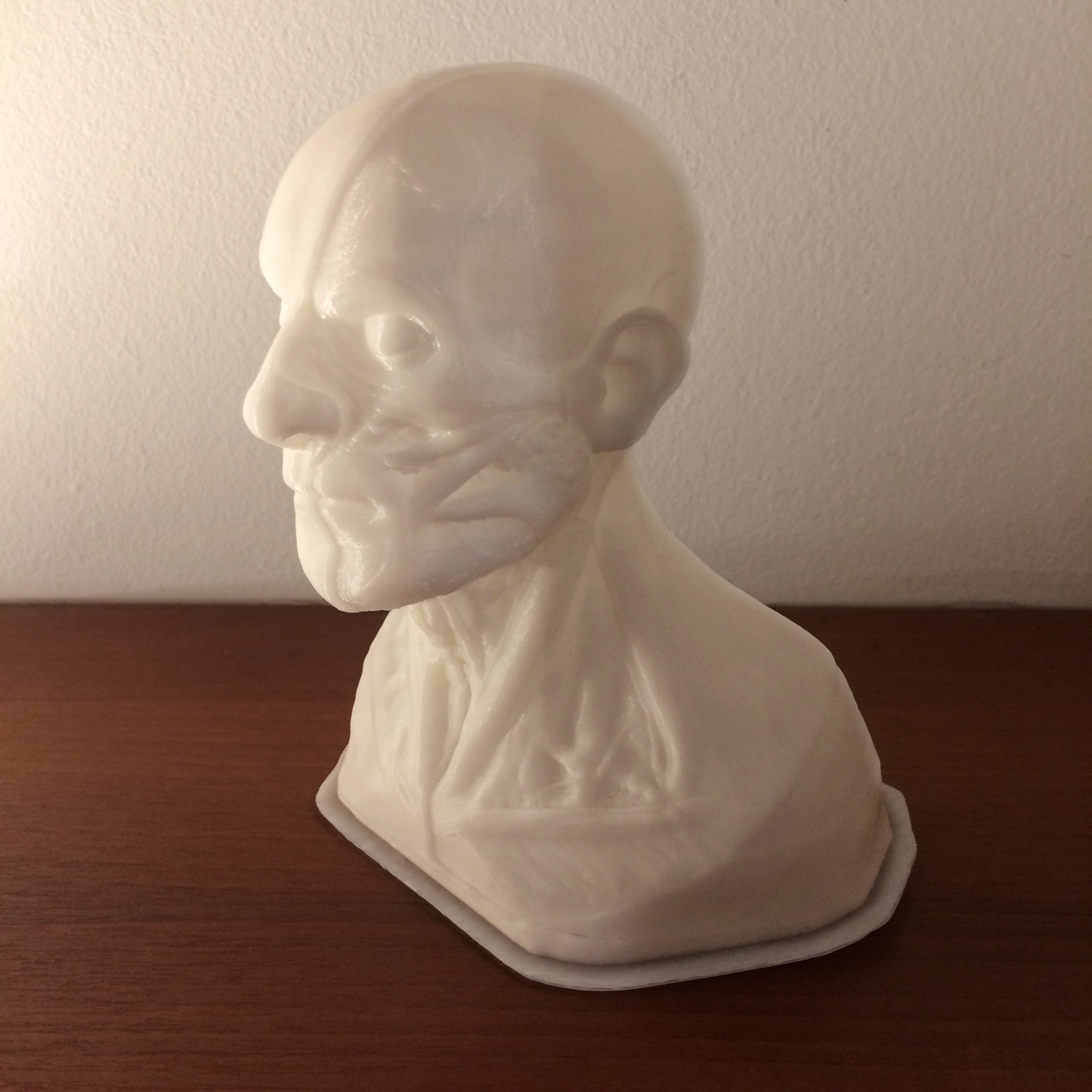 🎨 Human Head Artistic Anatomy 3D Print・ STL File for ・Cults