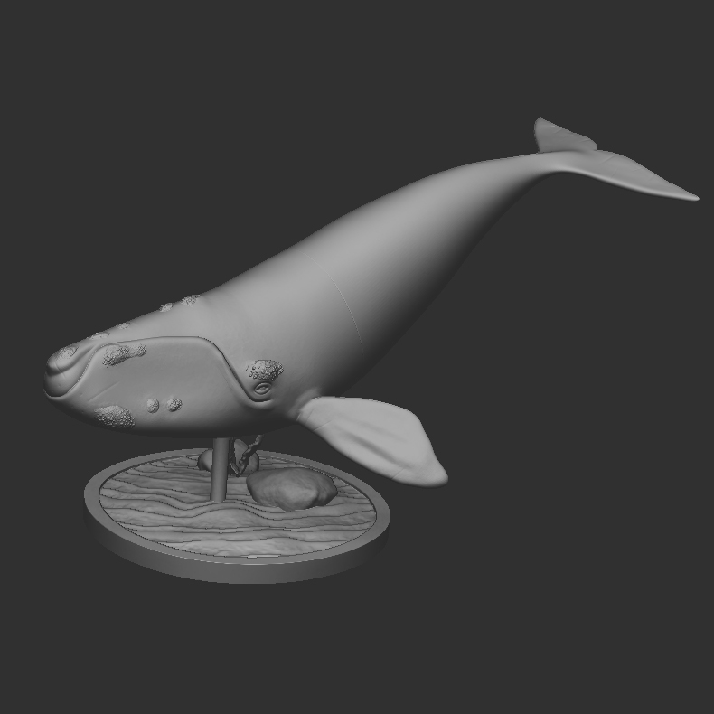 ️ Southern Right Whale・ STL File for 3D printing・Cults
