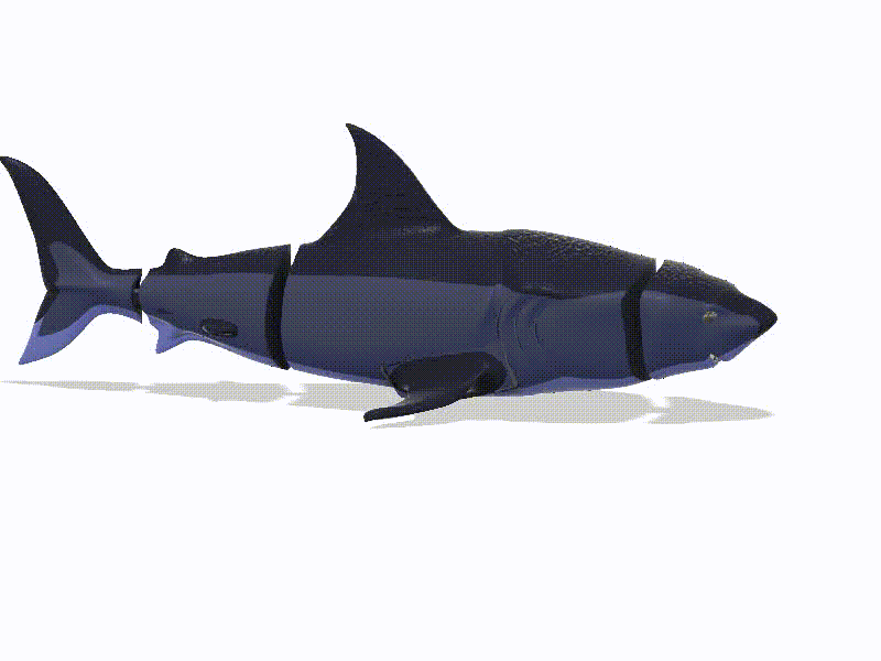 Gif De Requin Transparent