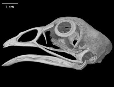 🐔 Gallus gallus, Domestic Chicken・Free STL File for ・Cults