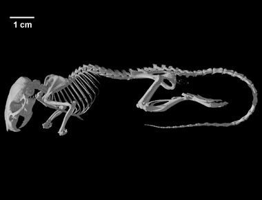 🏠 Mus musculus, House Mouse skull・Free STL File for ・Cults