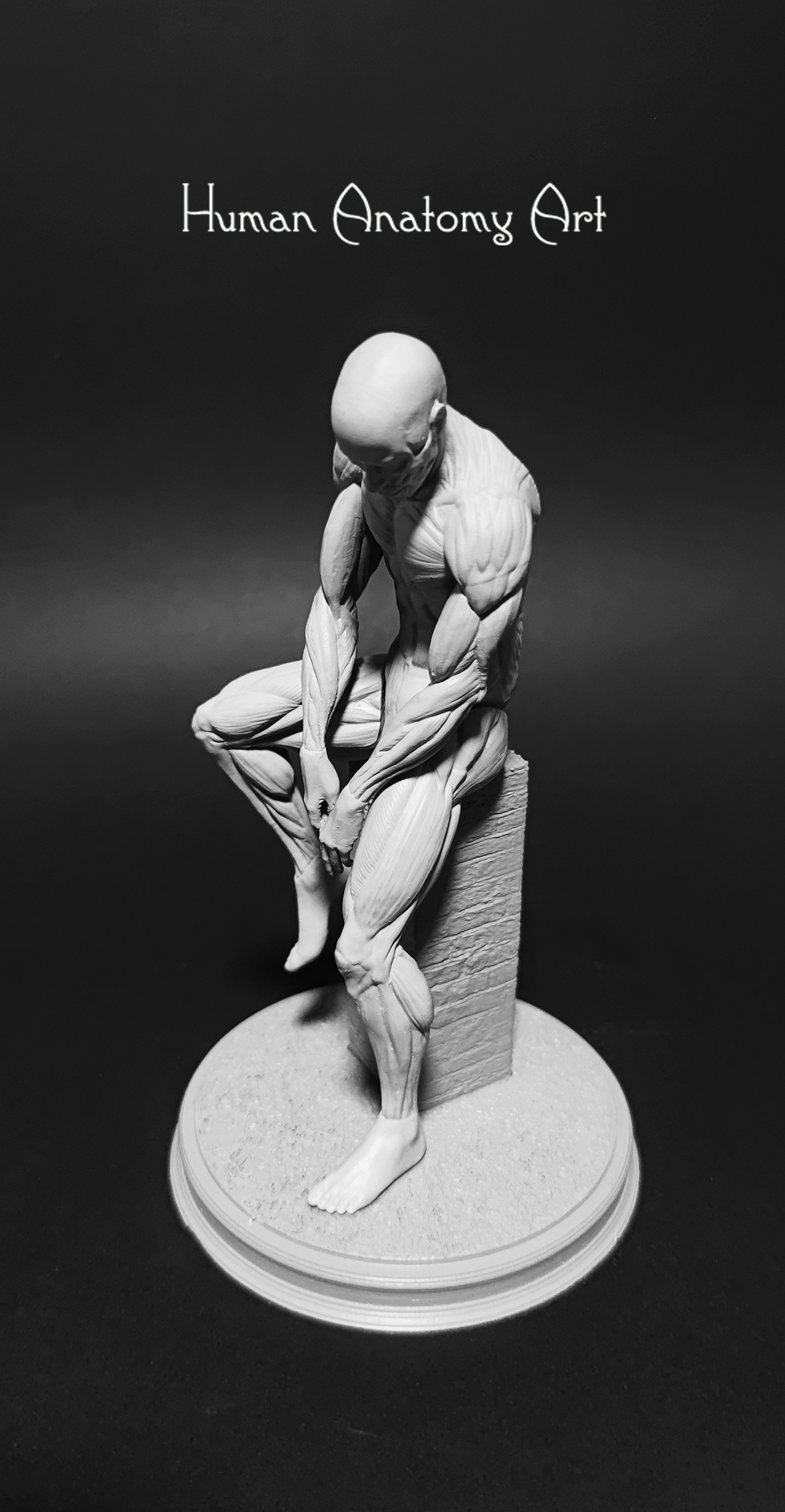 STL file Human Anatomy art 🎨 ・3D printable model to download・Cults