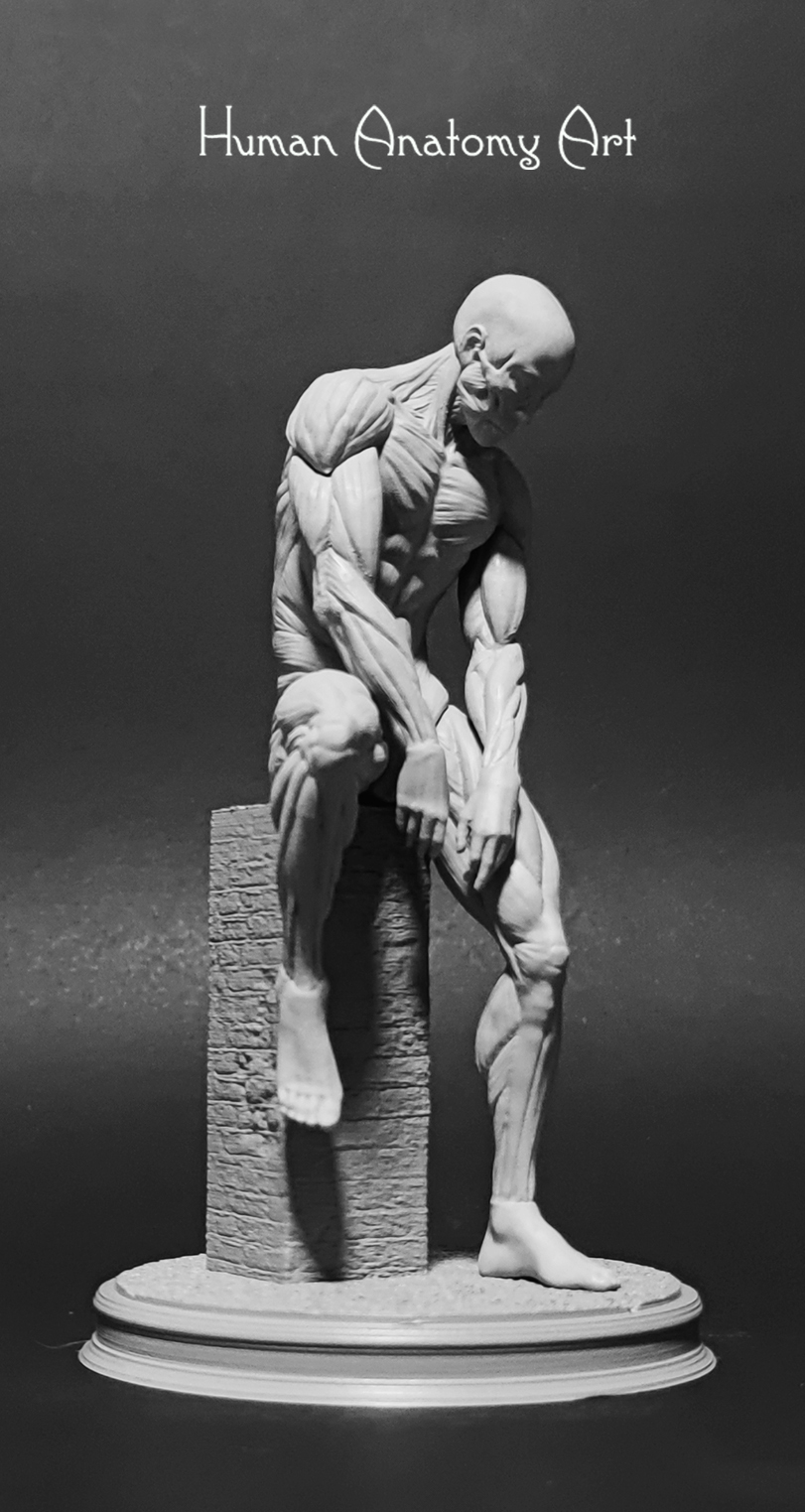 STL file Human Anatomy art 🎨 ・3D printable model to download・Cults