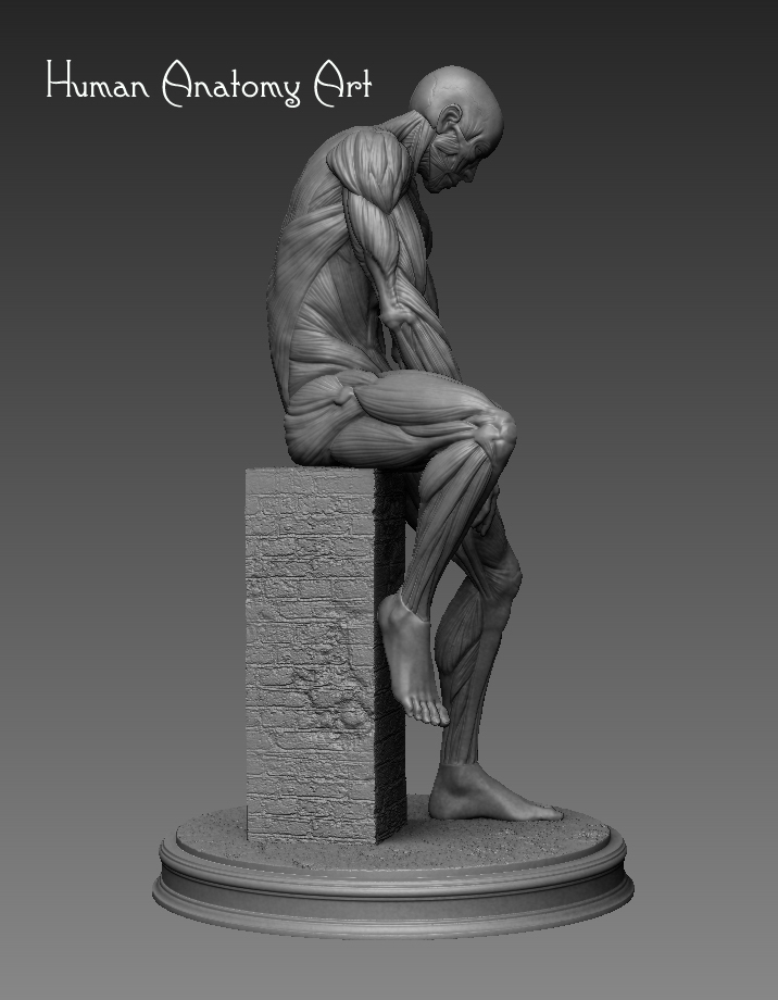 STL file Human Anatomy art 🎨 ・3D printable model to download・Cults