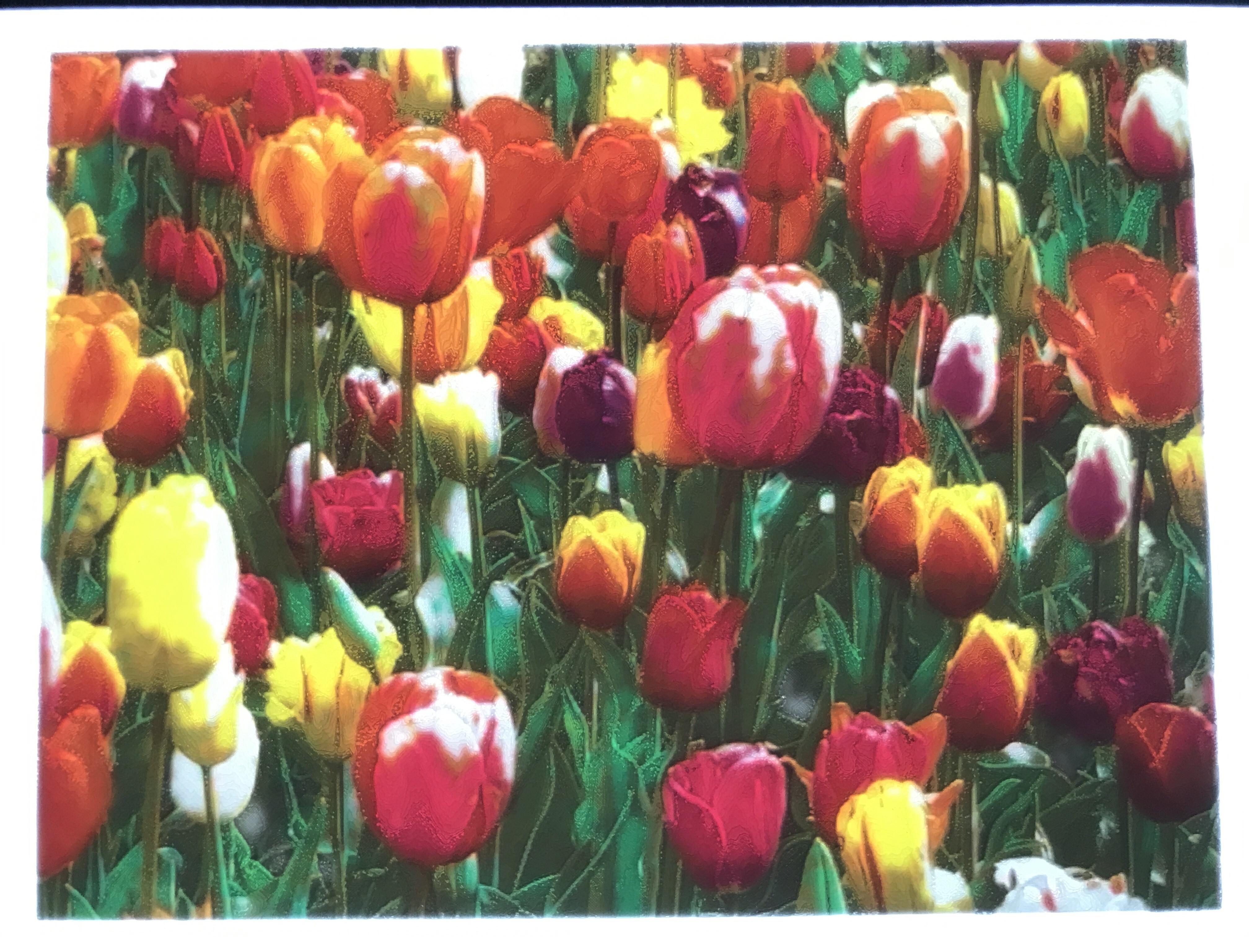 🎨 Color Lithophane Tulips・Free STL File for ・Cults