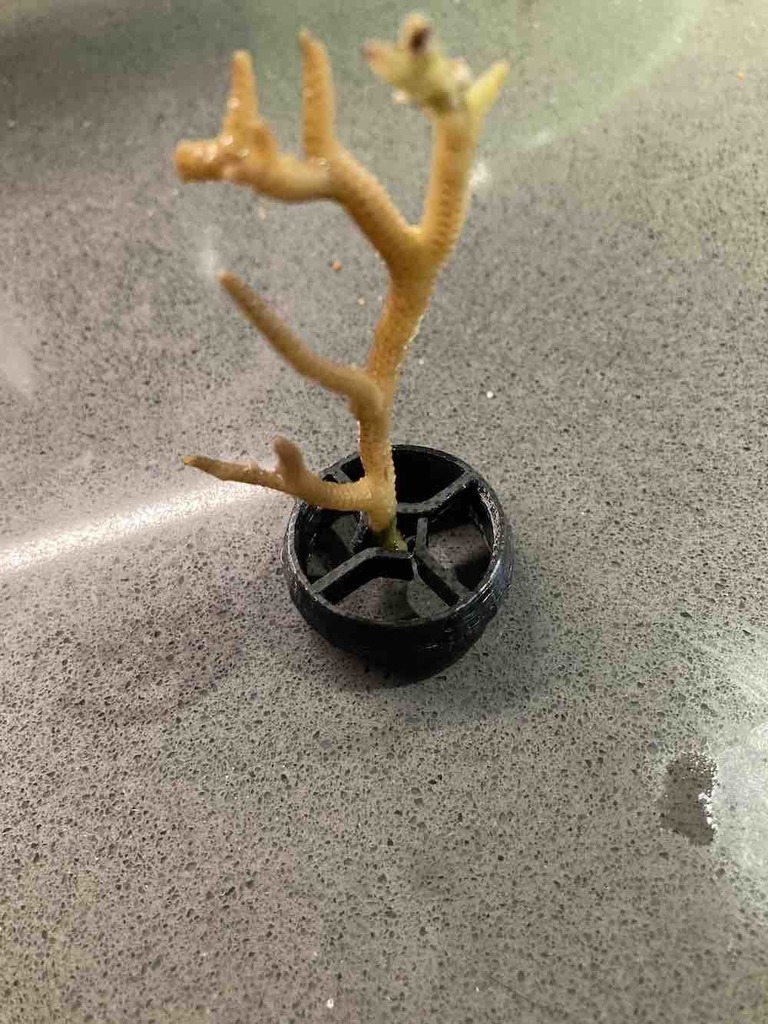 🪸 Coral frag or plant holder・Free STL File for ・Cults