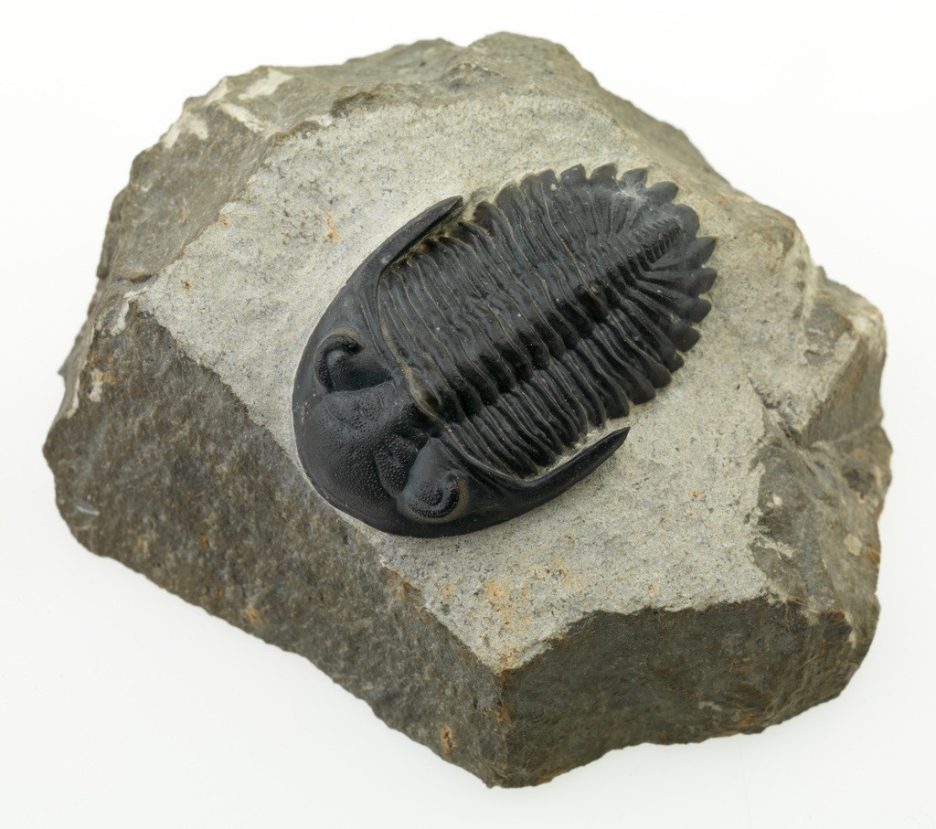 🎲 Trilobite (P149623)・Free STL File for ・Cults