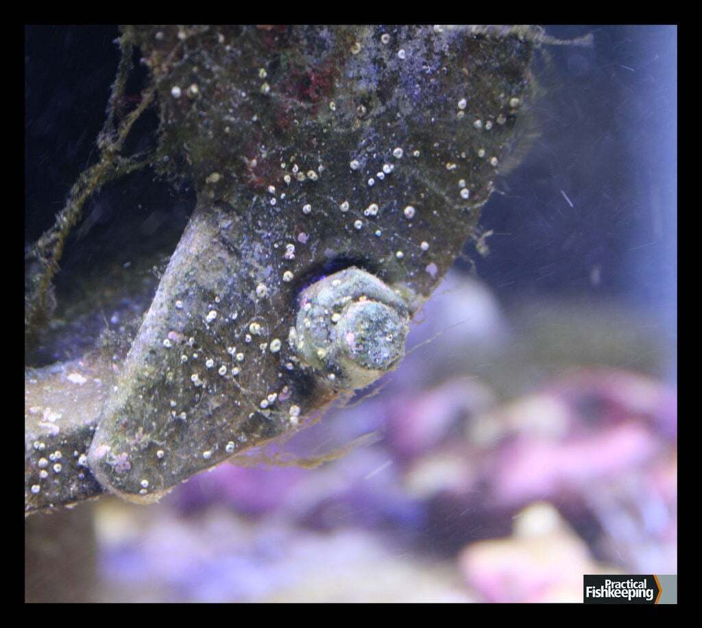 🐠 Aquarium / Fish Tank Pipework / Pipes Ornament Parts - Steampunk・Free ...