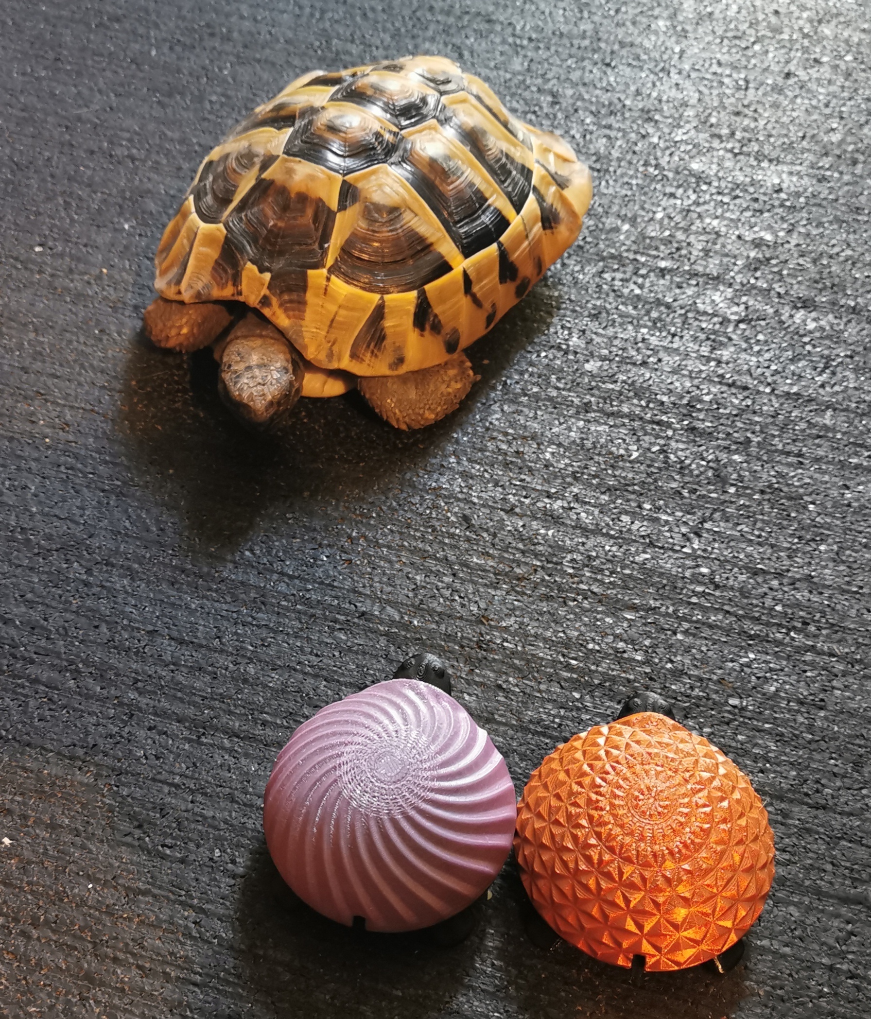 3D printing Squishy Turtle • made with Creality ender 3 pro・Cults