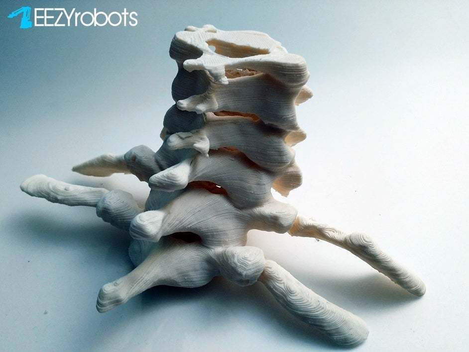 🩻 3D printed Cervical Spine・Free STL File for ・Cults