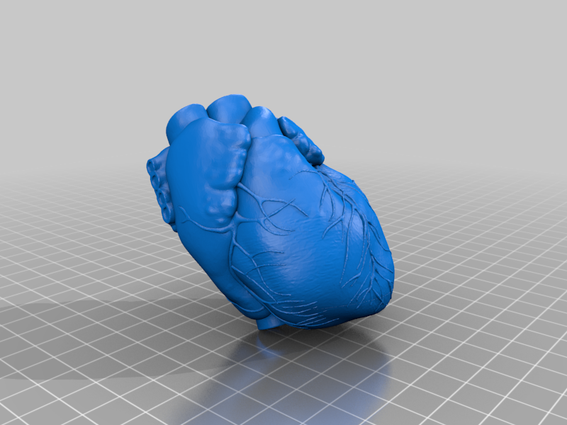 Free 3D file Anatomie de Capitaine Jonathan Archer 🏫・3D printing idea ...