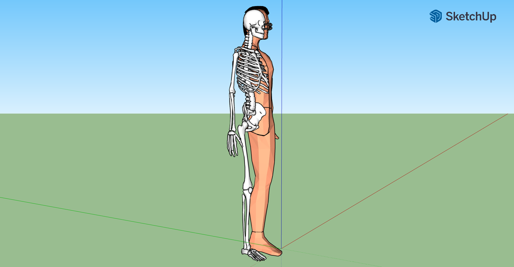 Free STL file Anatomy of Gilou's human body at 1/5th scale 🥉 ・Design to ...