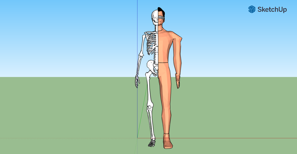 Free STL file Anatomy of Gilou's human body at 1/5th scale 🥉 ・Design to ...