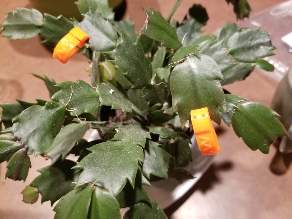 3D printing Bugz・Cults