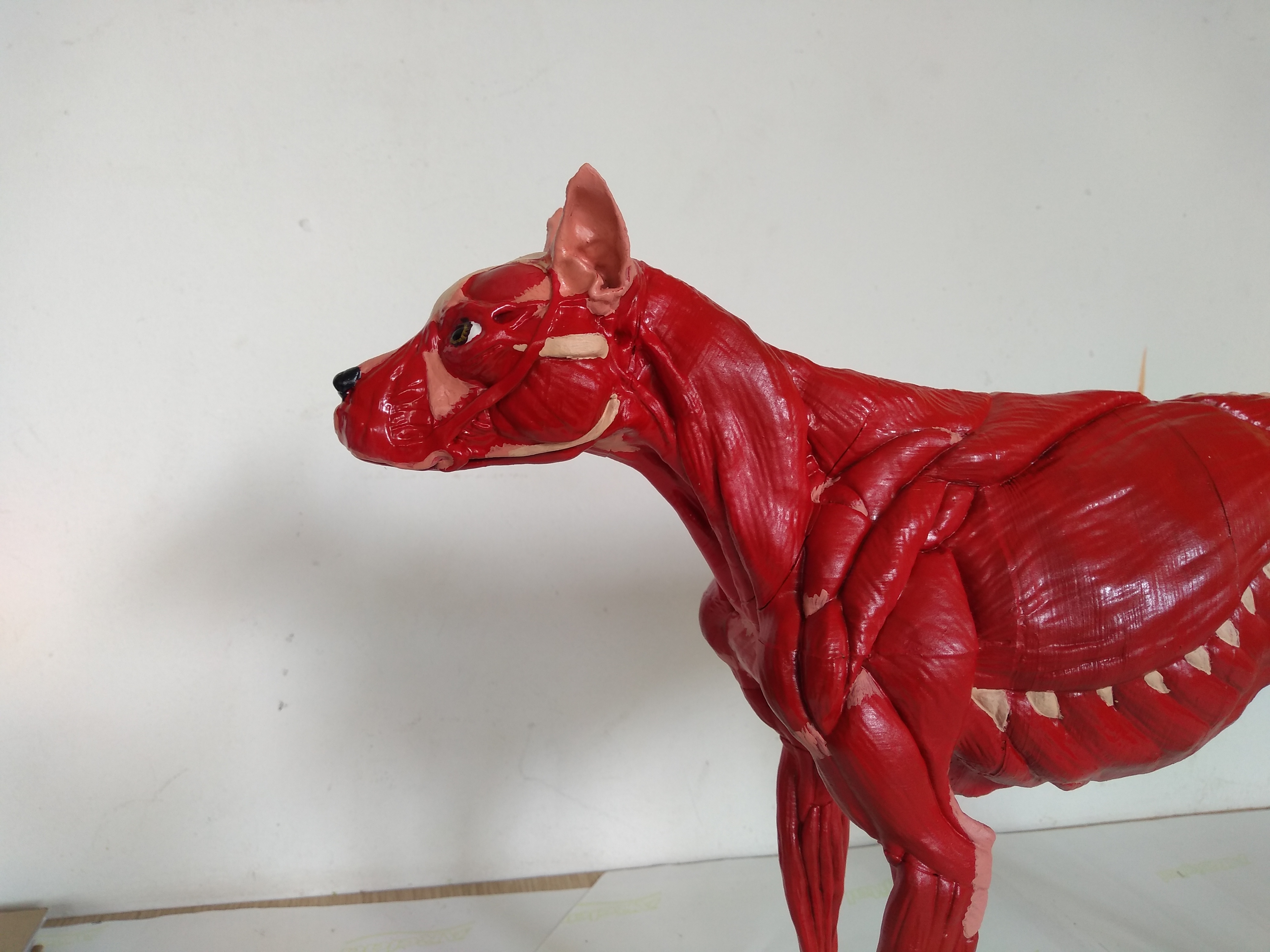 Anatomía Muscular Del Perro Anatomía Y Fisiología Canina | London