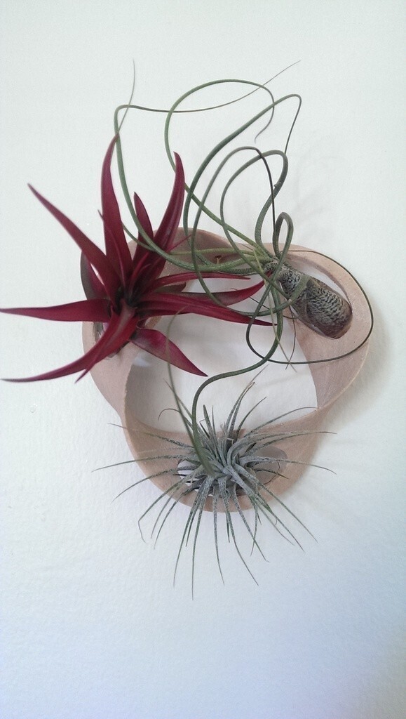 Free STL file Mobius Strip - Air Plant Holder 🌿 ・3D printable design to ...