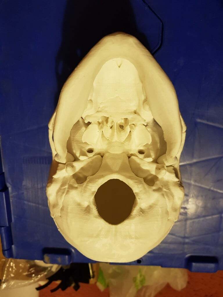 3D printed Human skull, anatomically correct and printer friendly ...