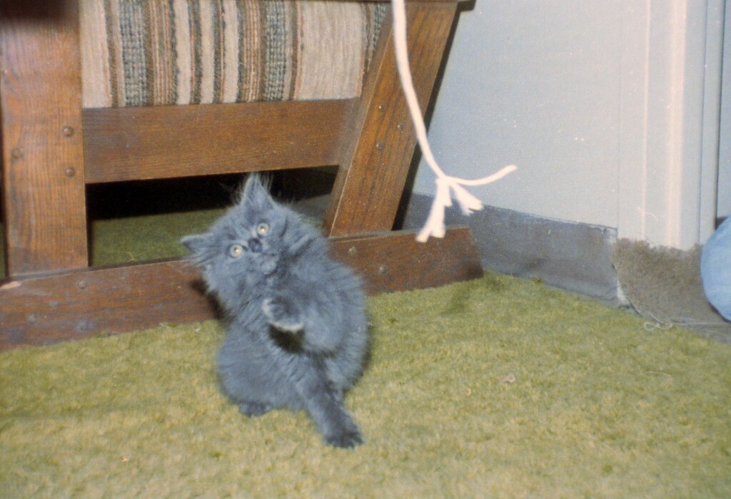 📽️ 110 Film Scanner with Nikon Camera・Free STL File for ・Cults