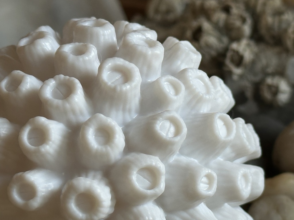Free 3D file Barnacle Ball 🌊・3D printer model to download・Cults