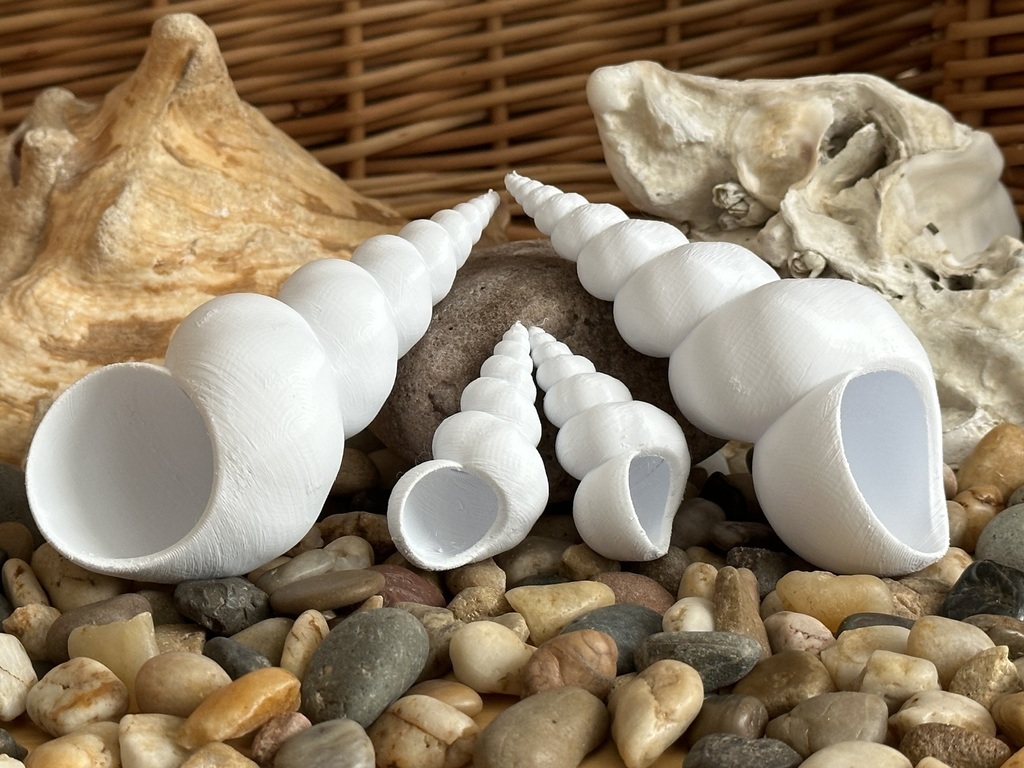 Free 3D file Turritellid Seashell 📐・Design to download and 3D print・Cults