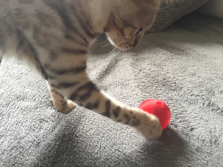 STL file Cat Ball 50 mm 🐱 ・3D printable model to download・Cults