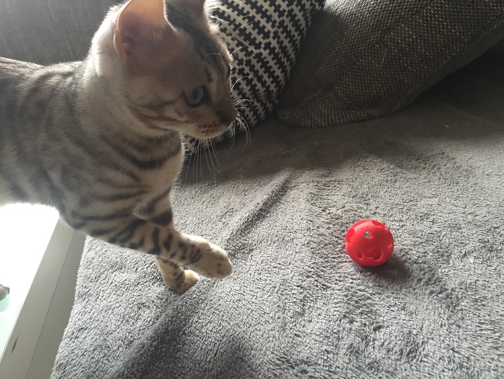 STL file Cat Ball 50 mm 🐱 ・3D printable model to download・Cults