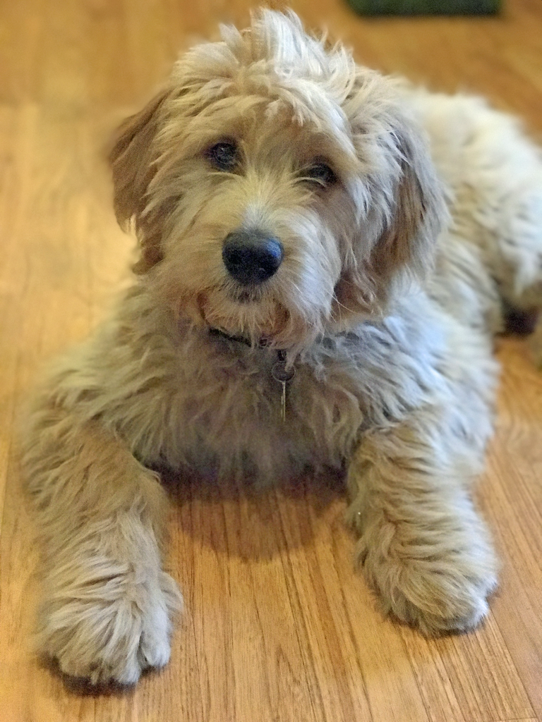 Free STL file Land Rover LR3 TRS HDC Console Cover for Pet Owners 👽 ・3D ...