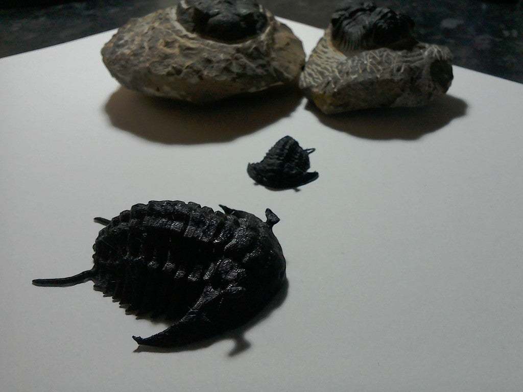Free STL file Trilobite Reconstruction 🚗 ・3D print model to download・Cults