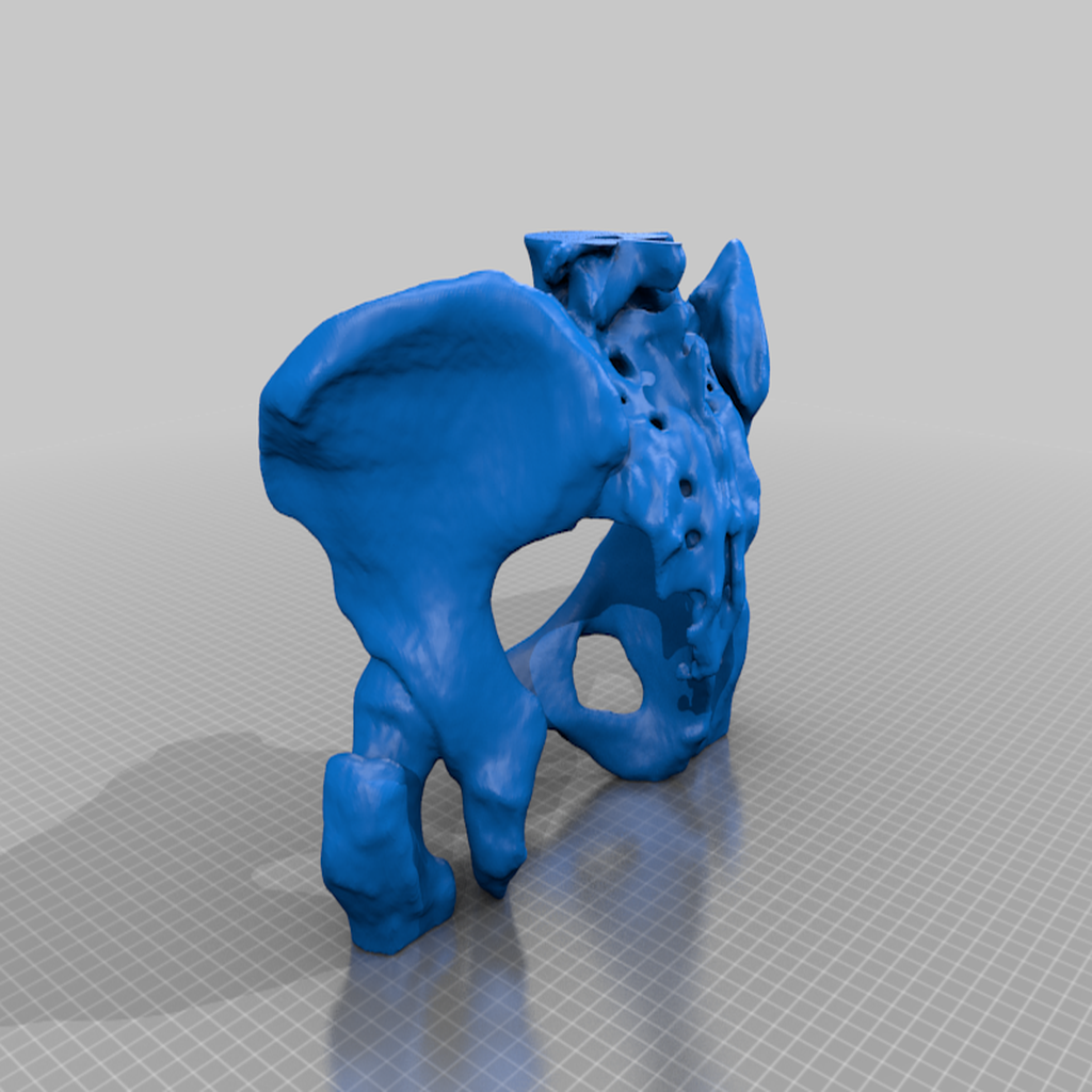 Archivo STL Tomografía de la pelvis femenina 🩻 ・Objeto de impresión 3D ...