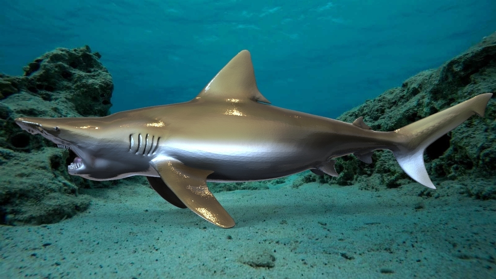 OBJ file bacota shark 🦈 ・3D print object to download・Cults