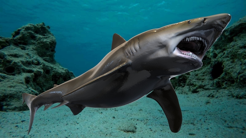 OBJ file bacota shark 🦈 ・3D print object to download・Cults