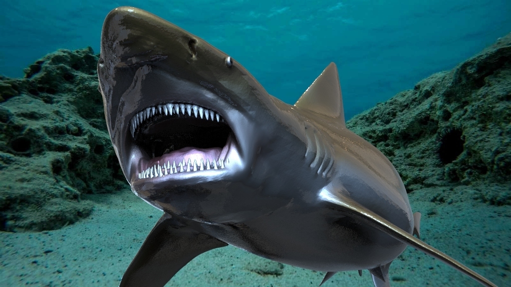 OBJ file bacota shark 🦈 ・3D print object to download・Cults