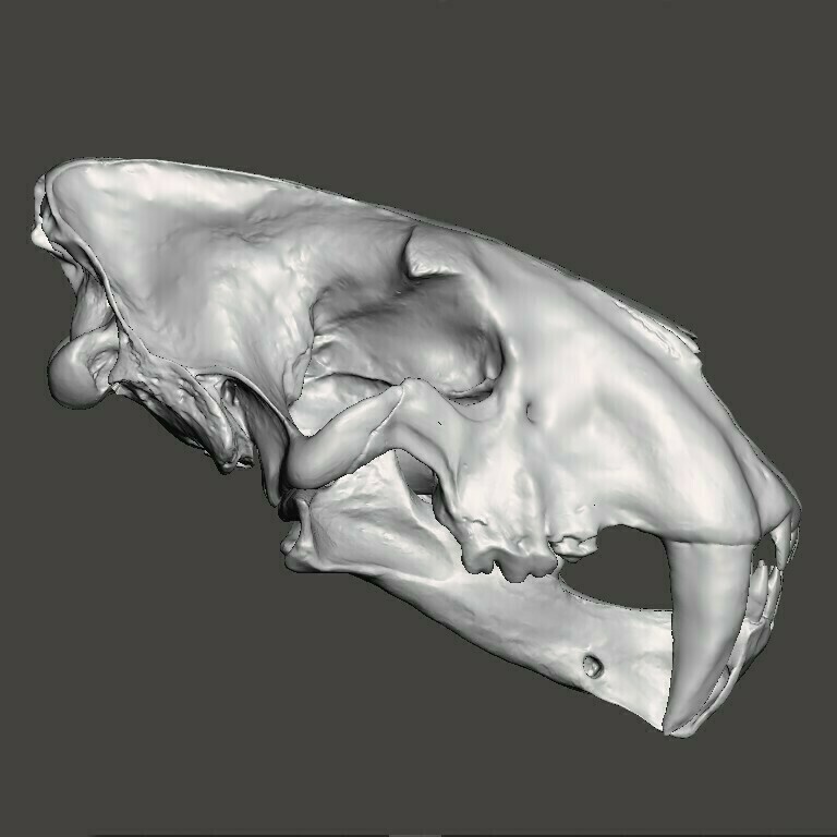 🐱 Sabertooth cat Homotherium skull・ STL File for ・Cults