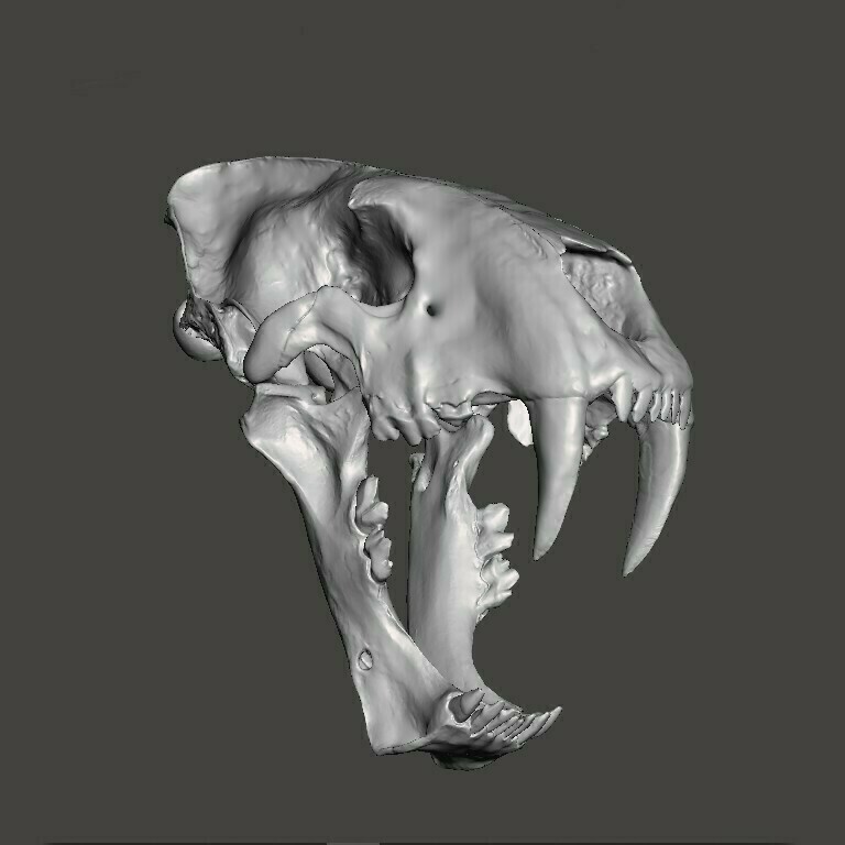 🐱 Sabertooth cat Homotherium skull・ STL File for ・Cults
