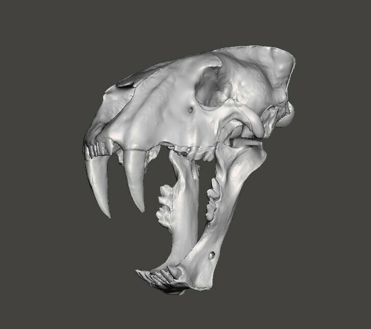 🐱 Sabertooth cat Homotherium skull・ STL File for ・Cults