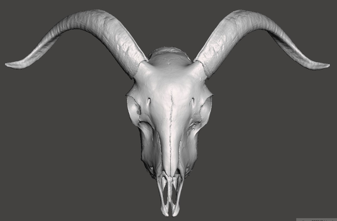 STL file Goat skull 🐐 ・3D print design to download・Cults