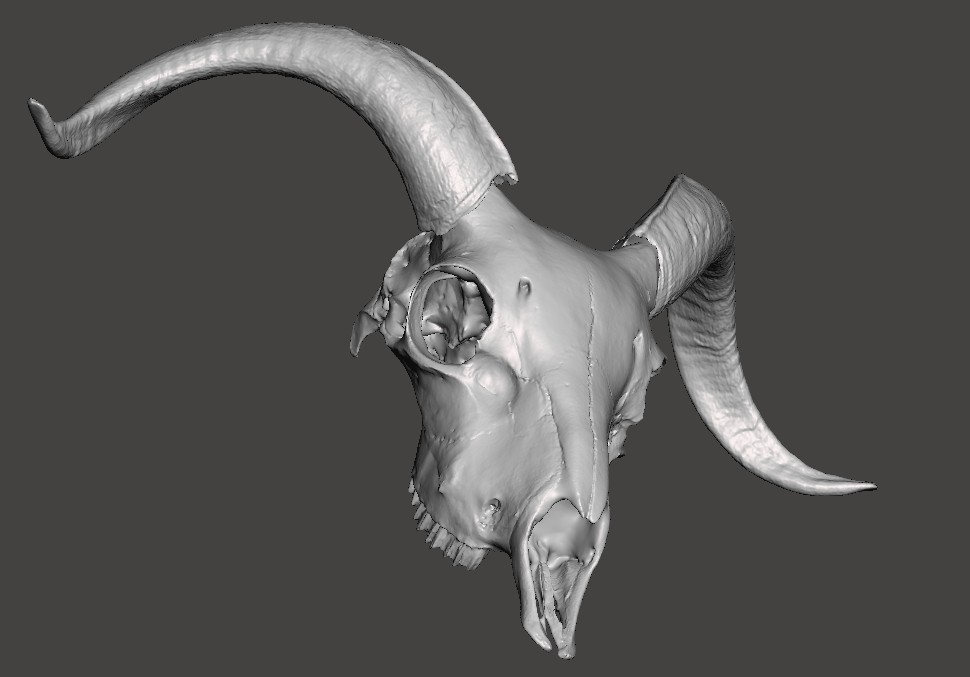 STL file Goat skull 🐐 ・3D print design to download・Cults