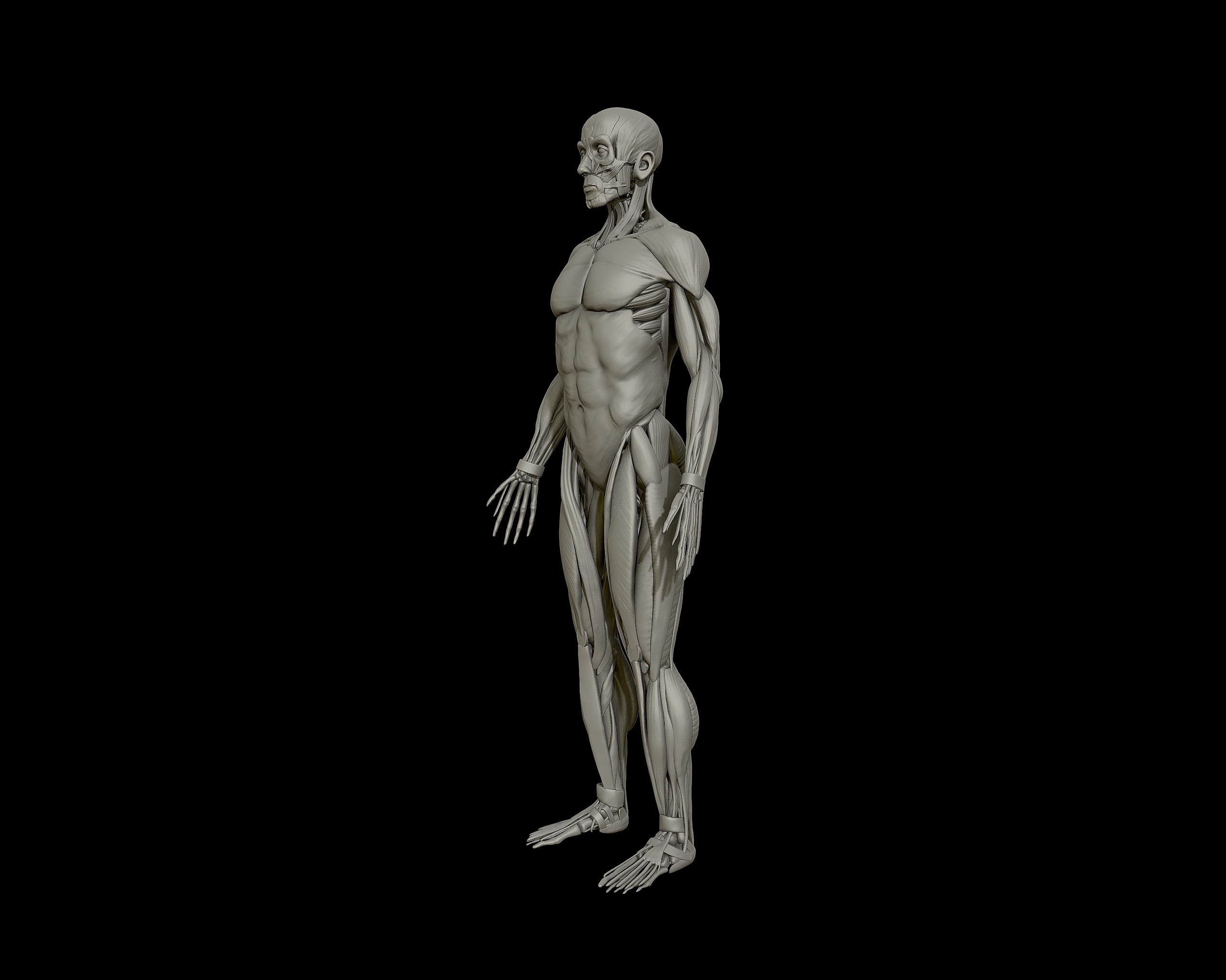 Archivo STL Anatomía Esqueleto y Músculos Modelo 3D Low-poly 🌐・Objeto ...