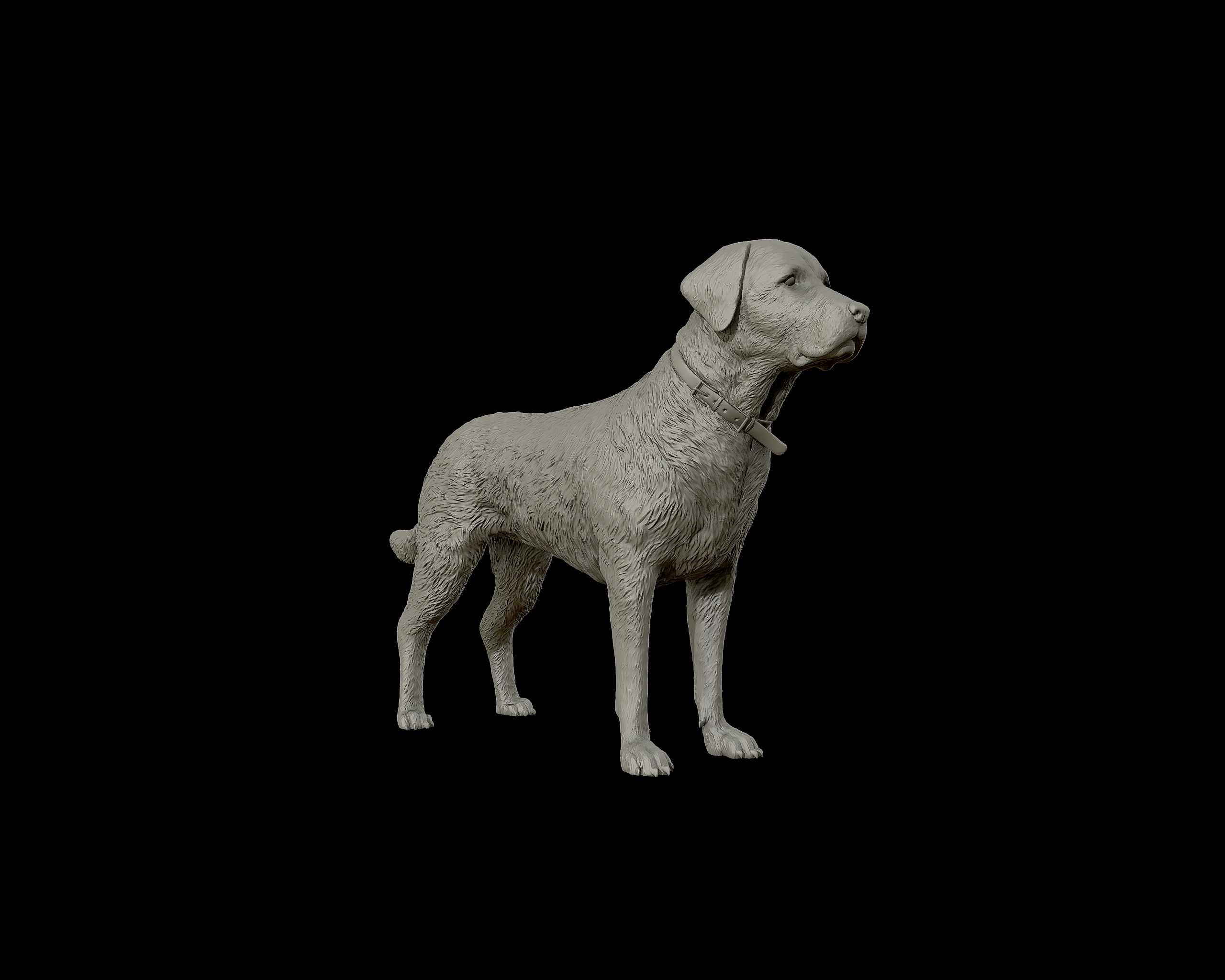 STL file Labrador Retriever model 3D print model 🗿 (OBJ)・3D printing ...