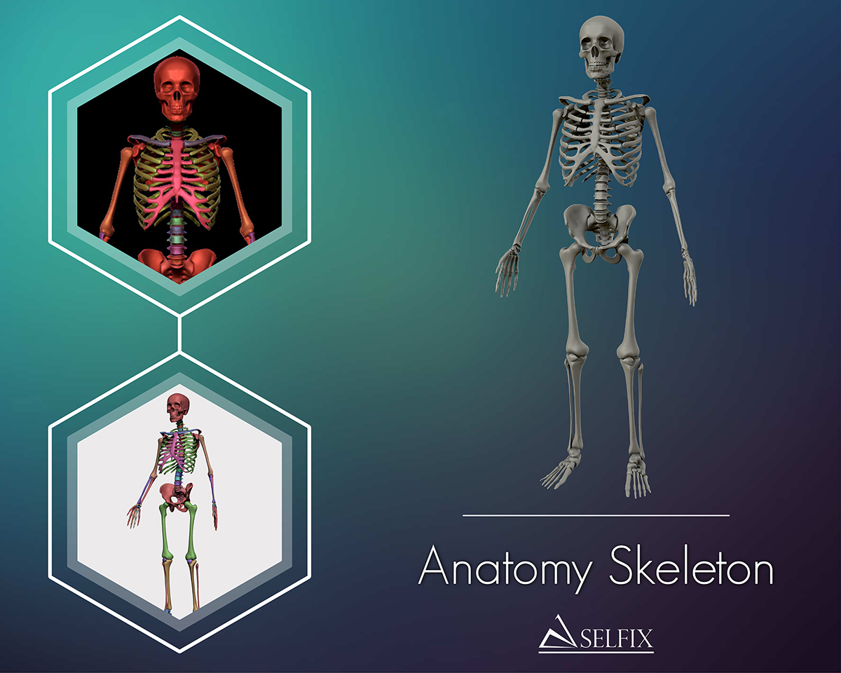 💀 Anatomía Modelo 3D del esqueleto Modelo 3D de bajo poligonaje・Archivo ...