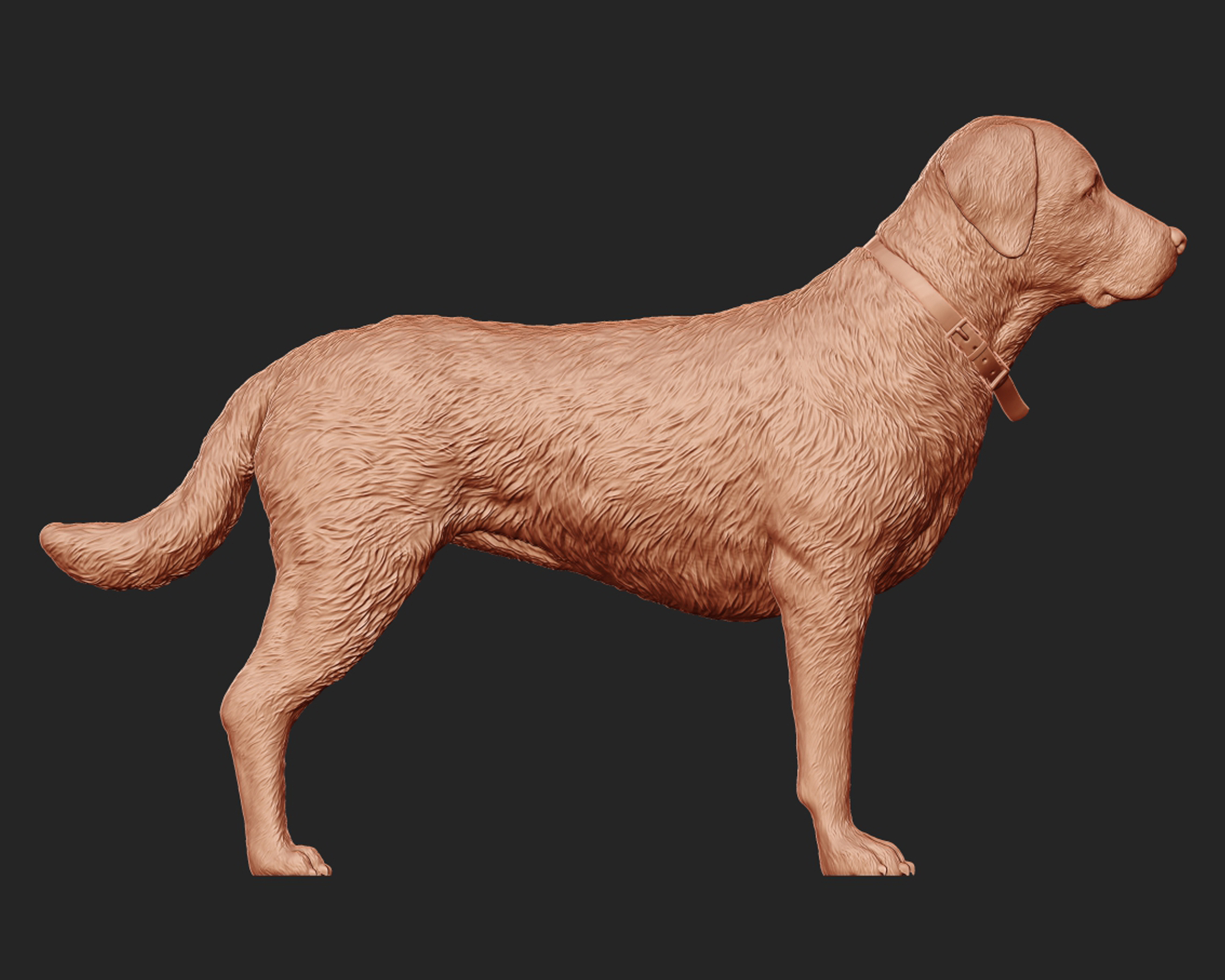 STL file Labrador Retriever model 3D print model 🗿 (OBJ)・3D printing ...