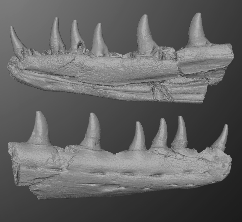 🦴 Mosasaur Jaw・ STL File for ・Cults
